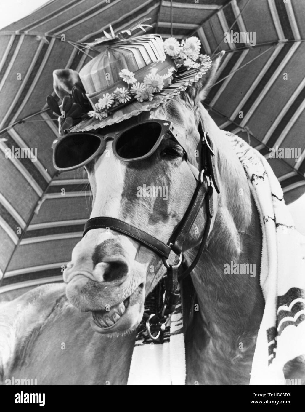 MR. ED, (CBS, 1961 - 1966 Stock Photo - Alamy