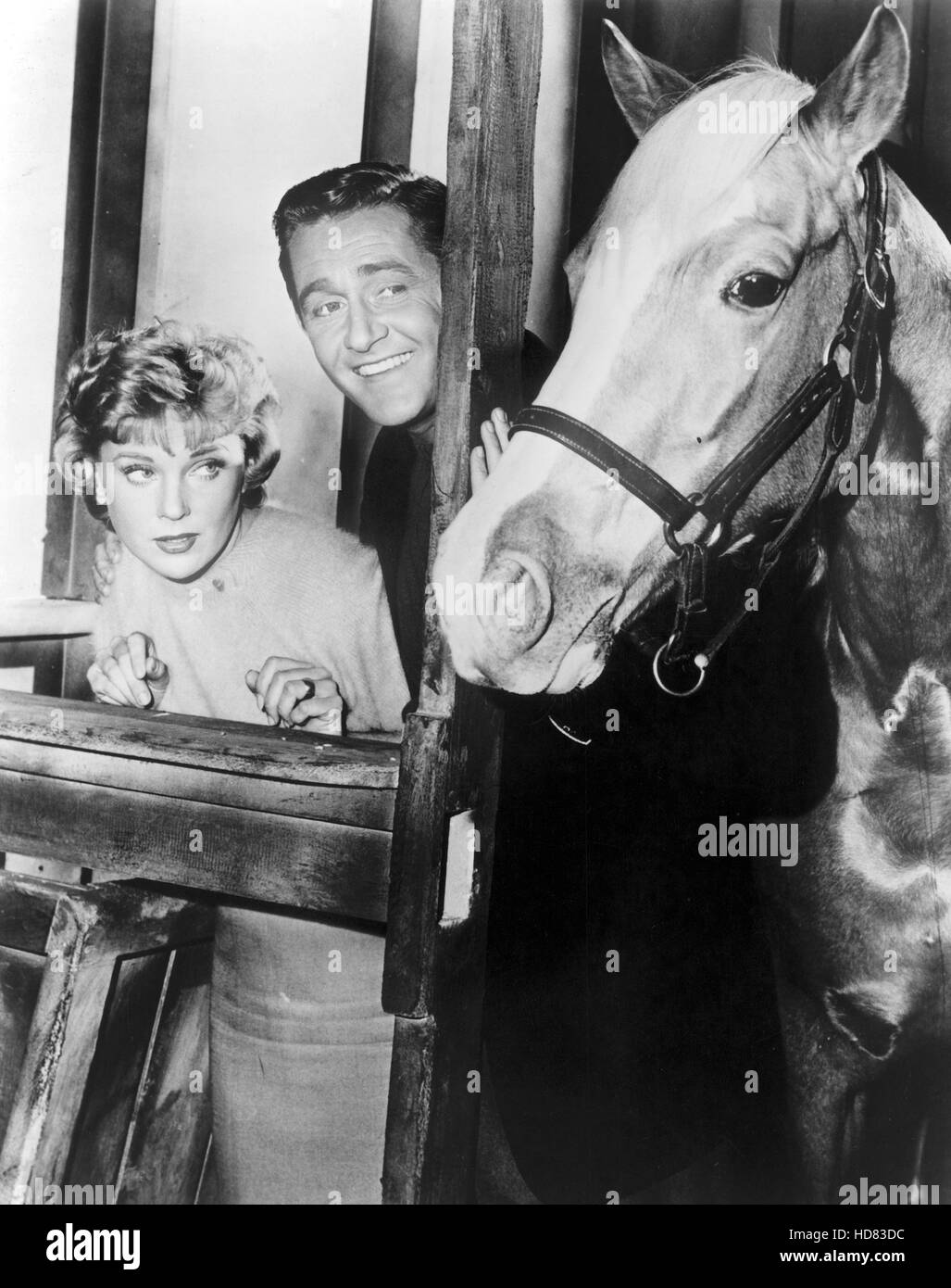 MR. ED, Connie Hines, Alan Young, Mr. Ed, 1961-66 Stock Photo - Alamy