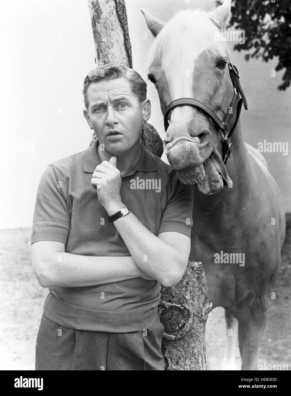 MR. ED, Alan Young, Mr. Ed, 1961-66 Stock Photo - Alamy