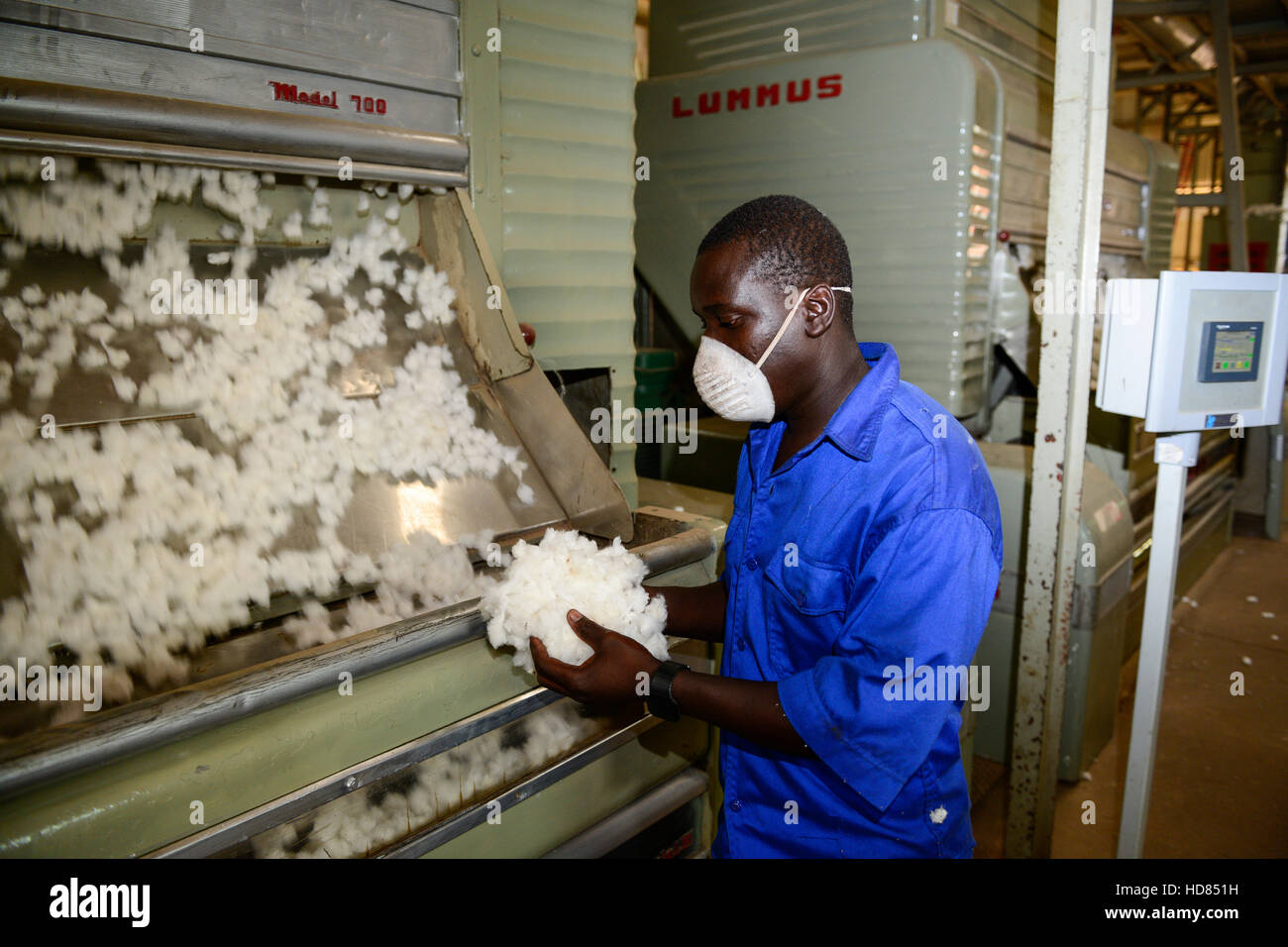 Cotton plant gm hi-res stock photography and images - Alamy