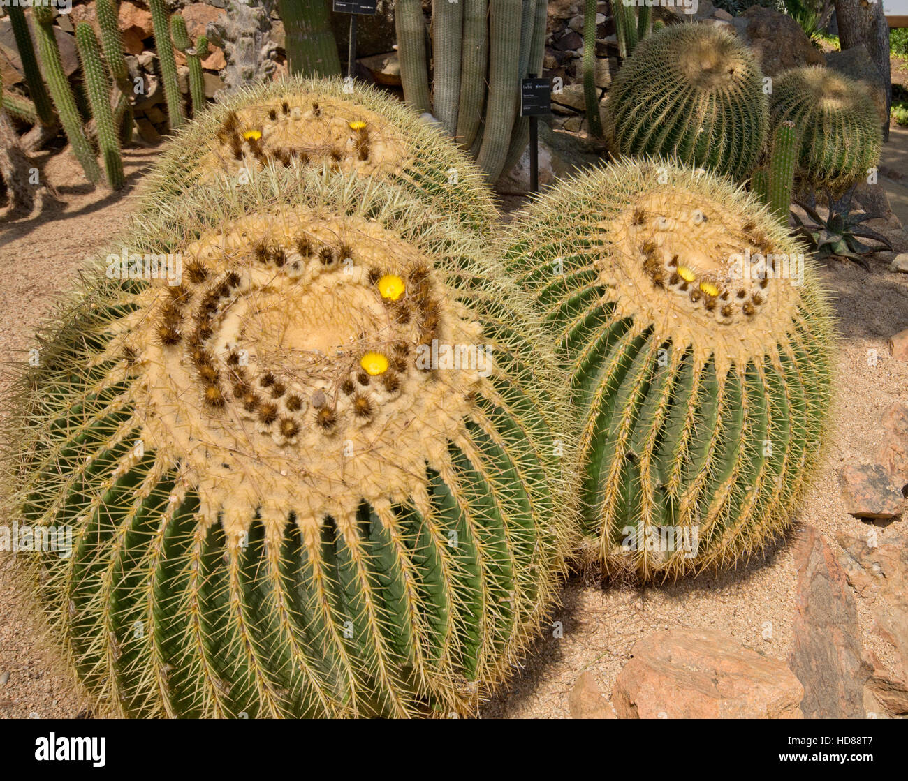 Echinocactus grusonii hi-res stock photography and images - Alamy