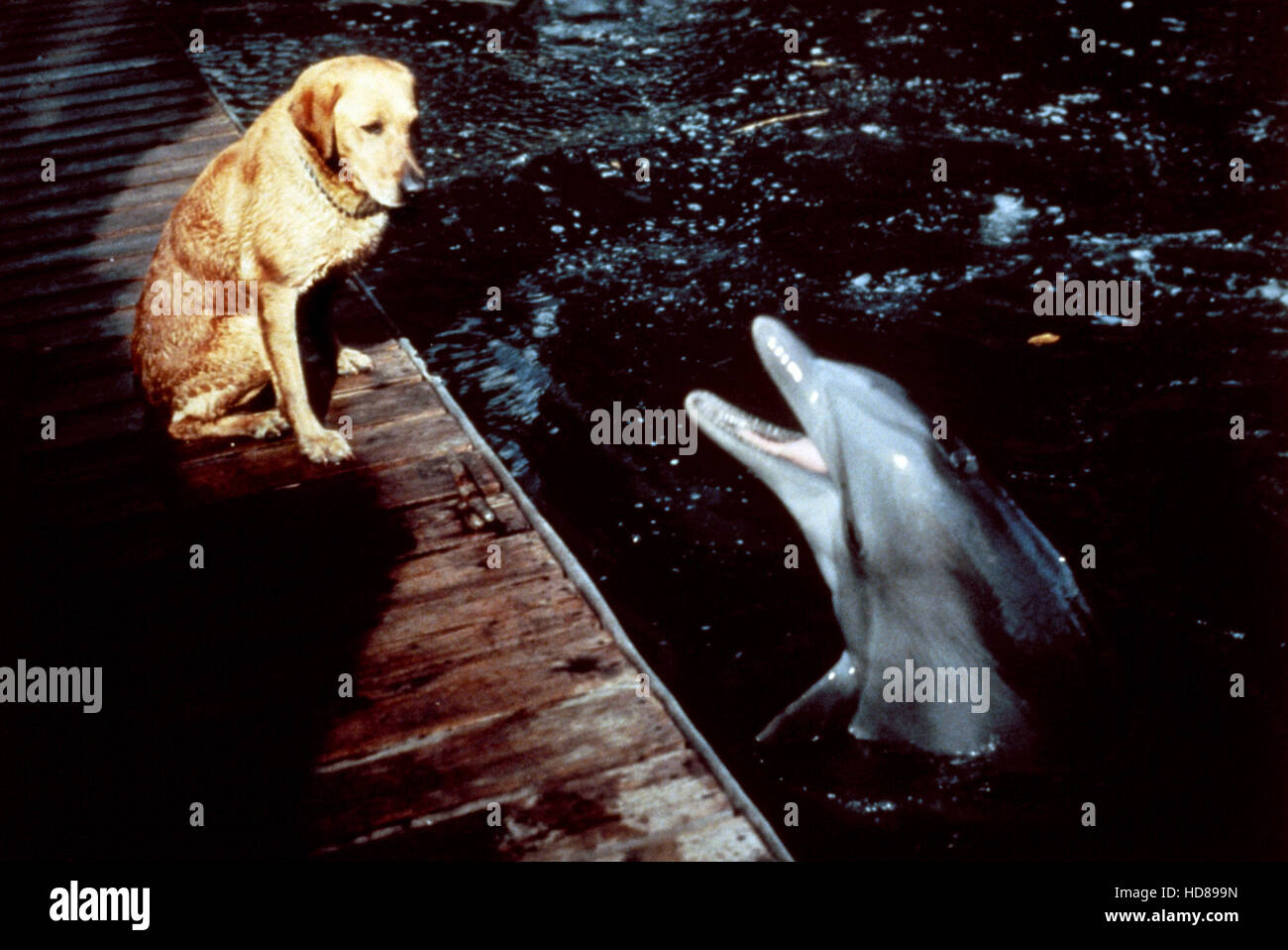 FLIPPER, Flipper, 1964-1968 Stock Photo - Alamy