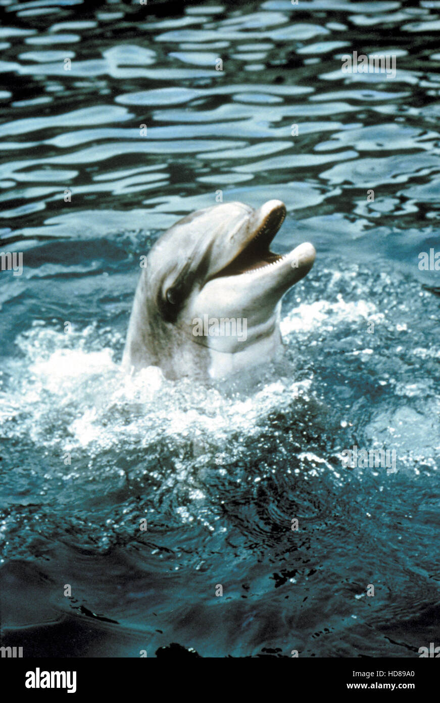 FLIPPER, Flipper, 1964-68 Stock Photo - Alamy