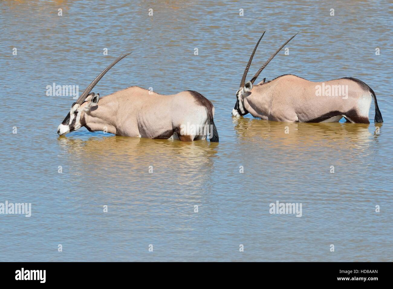 African animals waterhole gemsbok hi-res stock photography and images ...