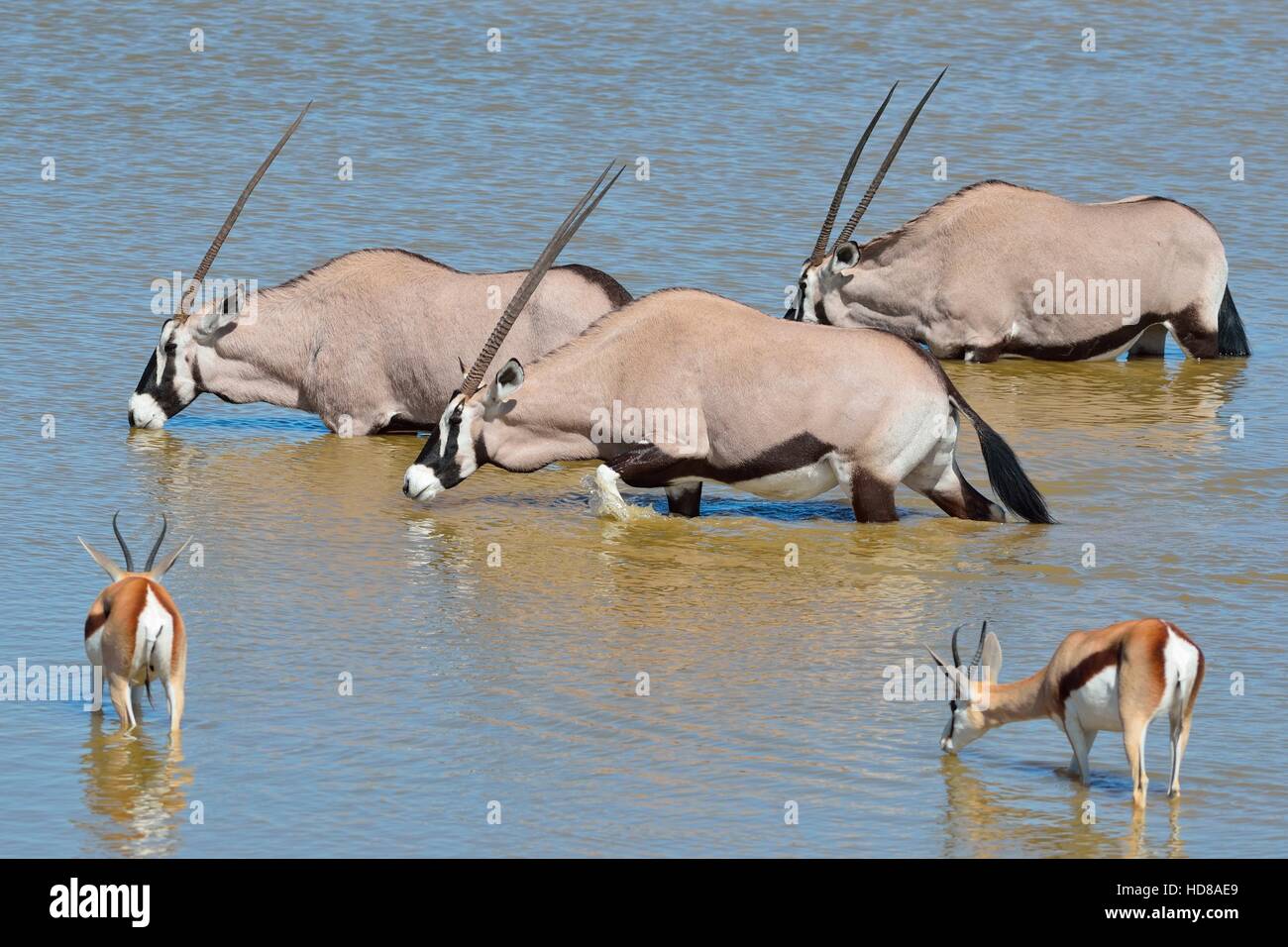 Springbok drinking waterhole hi-res stock photography and images - Alamy