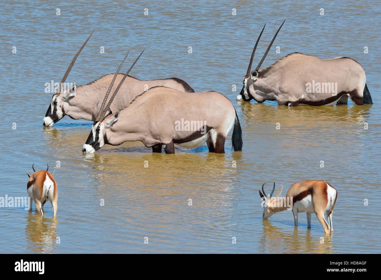 Springbok Africa Springboks Herd High Resolution Stock Photography and ...