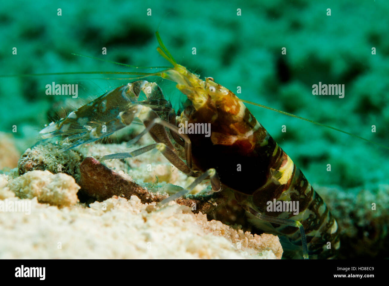 Blind shrimp hi-res stock photography and images - Alamy