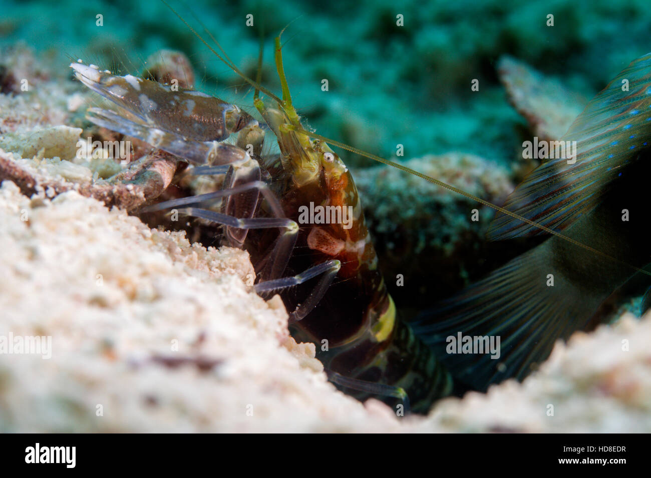 Blind shrimp hi-res stock photography and images - Alamy