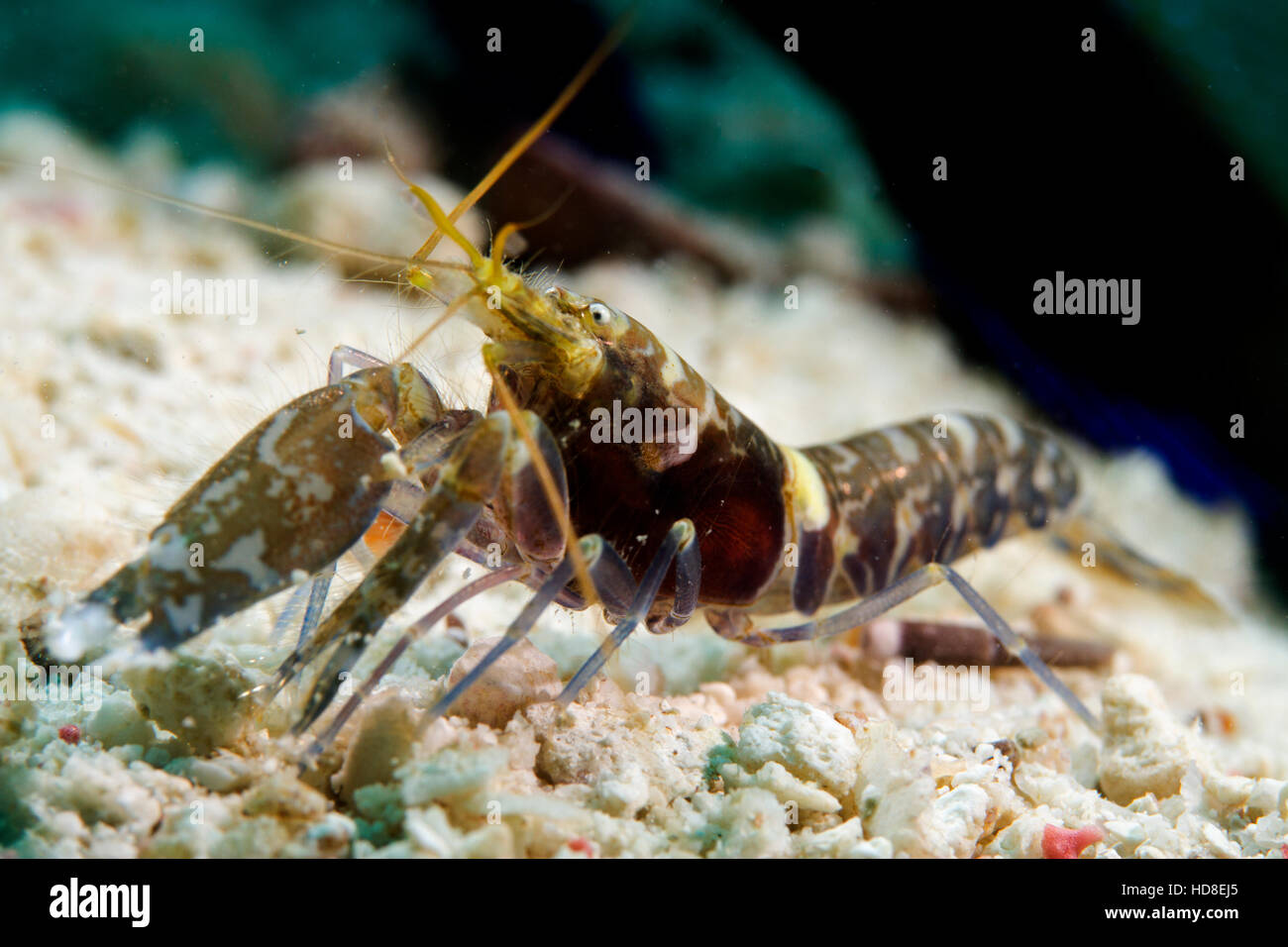 Blind shrimp hi-res stock photography and images - Alamy