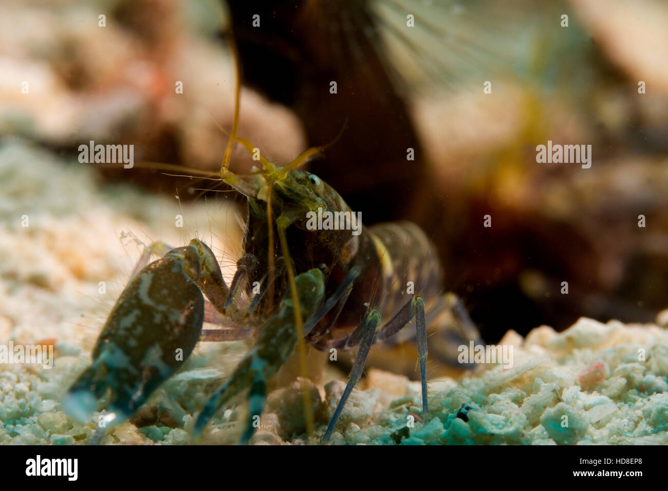 The amazing and almost completely blind goby shrimp. Underwater Koh Tao ...