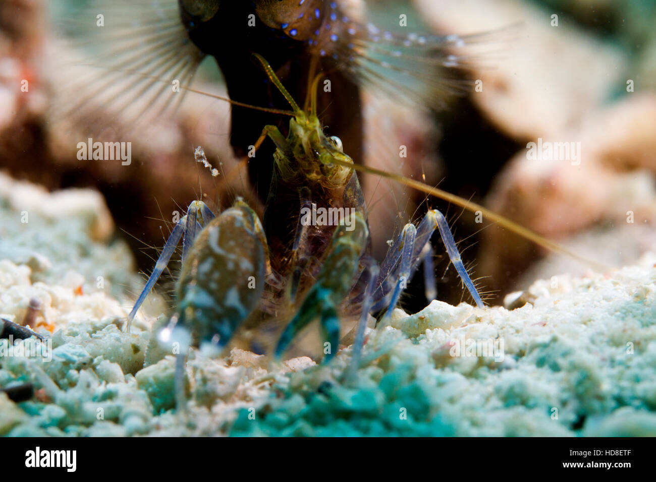 The amazing and almost completely blind goby shrimp. Underwater Koh Tao ...