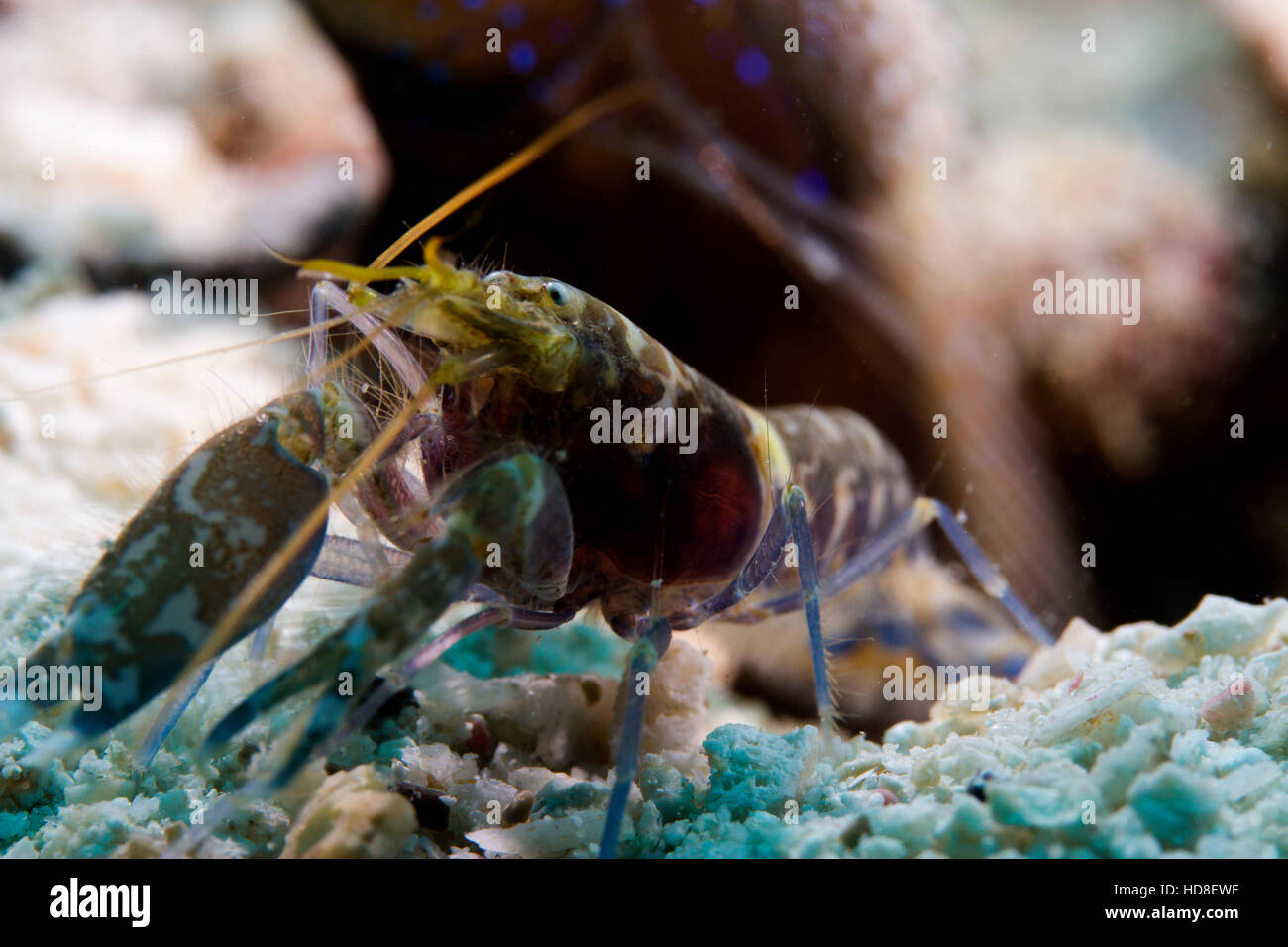 Blind shrimp hi-res stock photography and images - Alamy