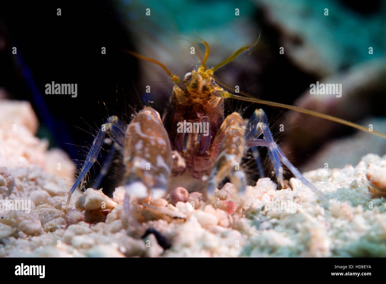 The amazing and almost completely blind goby shrimp. Underwater Koh Tao ...