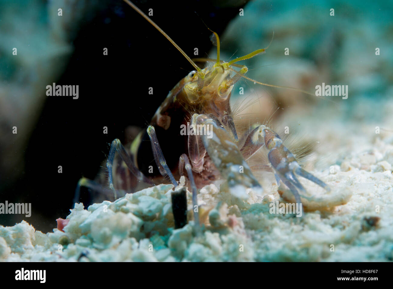 Blind shrimp hi-res stock photography and images - Alamy