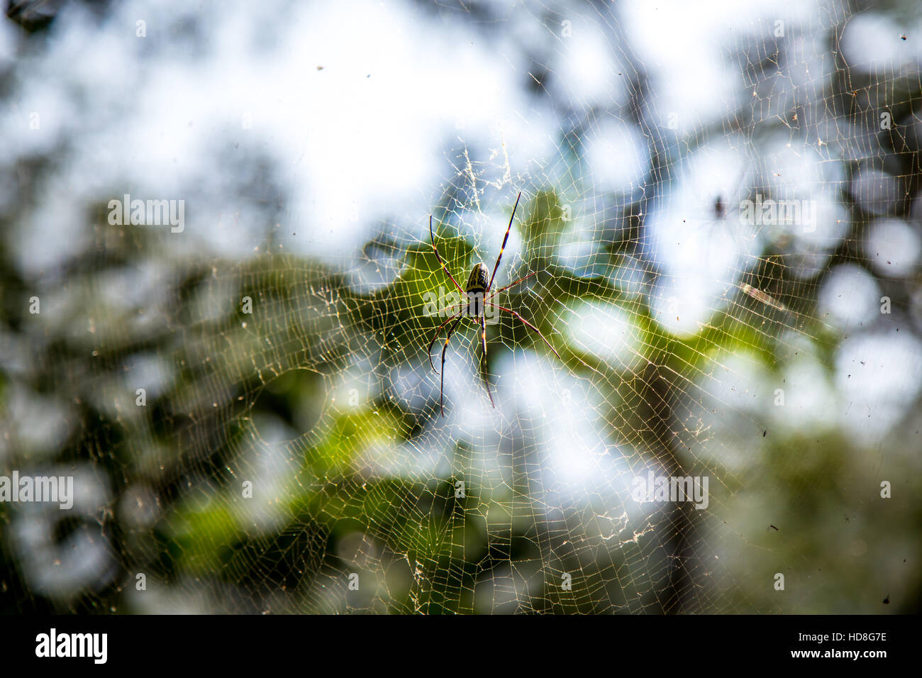 Food chain forest hi-res stock photography and images - Alamy
