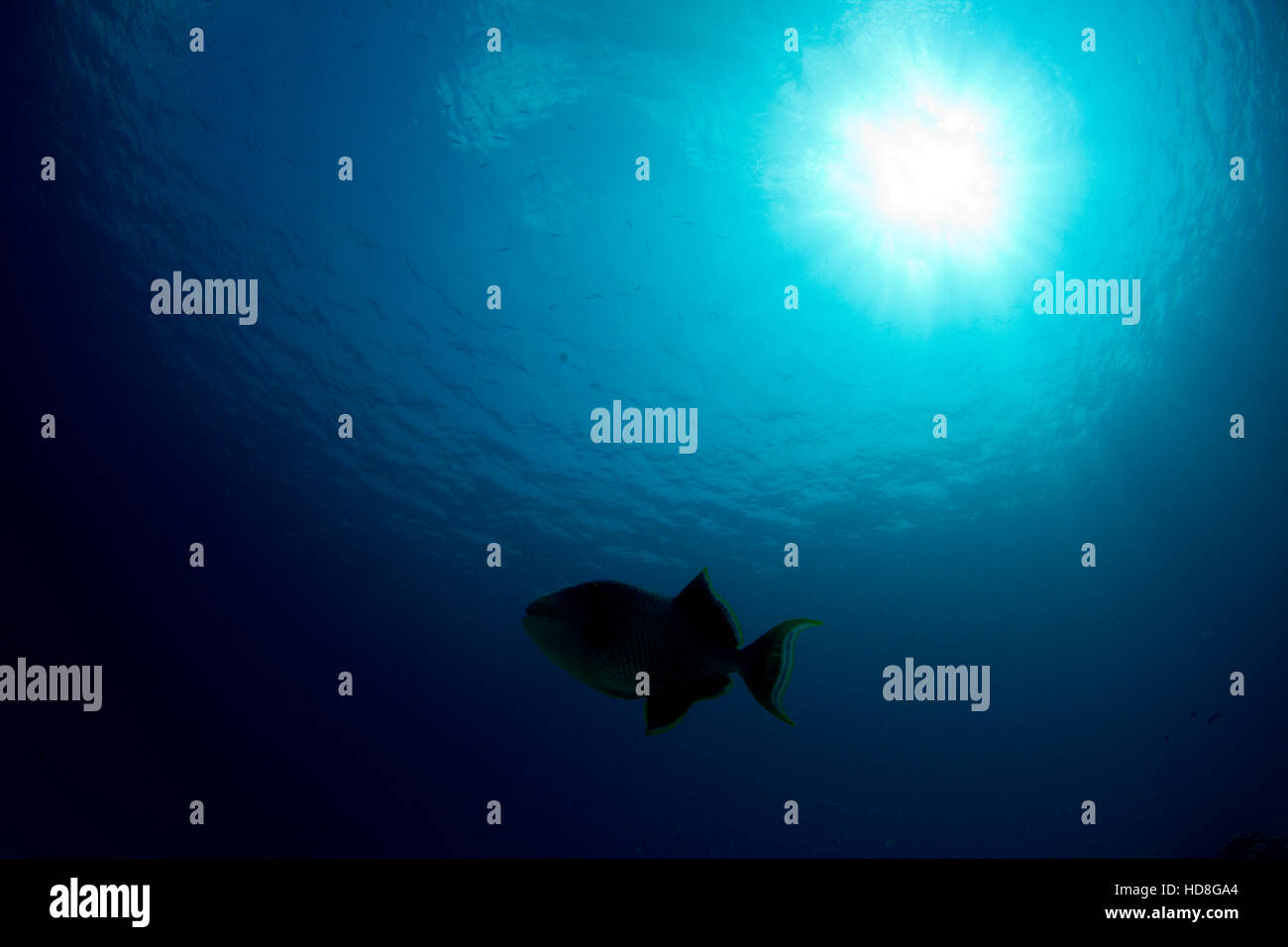 Blue water triggerfish silhouette under the sun Stock Photo - Alamy
