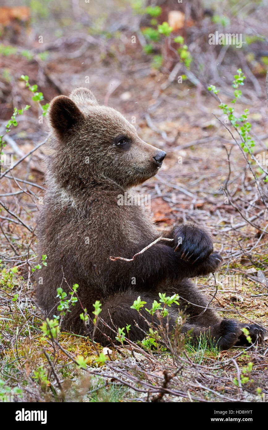 Cute brown bear cub hi-res stock photography and images - Alamy