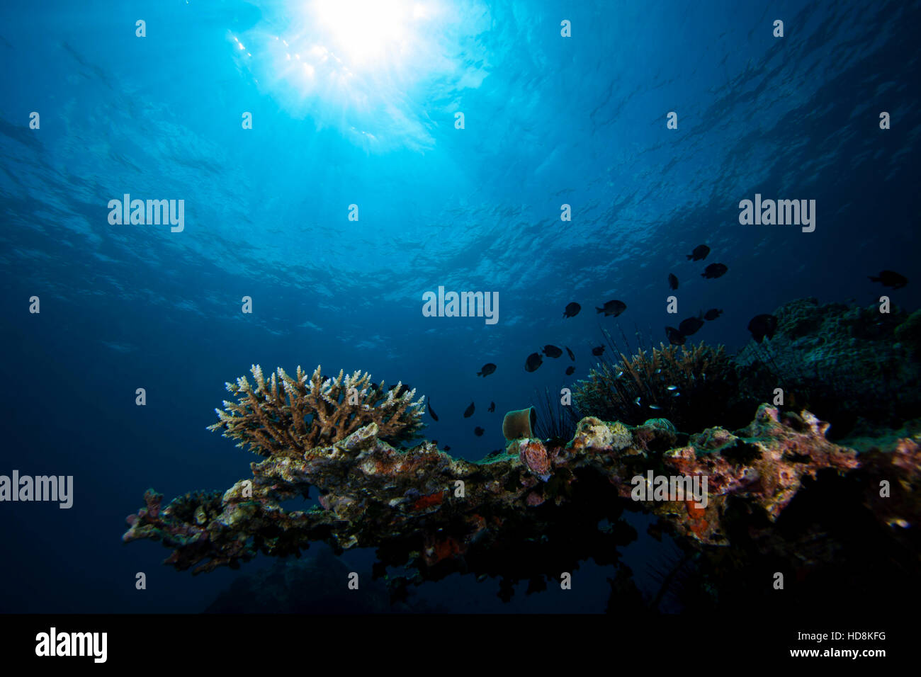 Blue water sunshine reef Stock Photo - Alamy