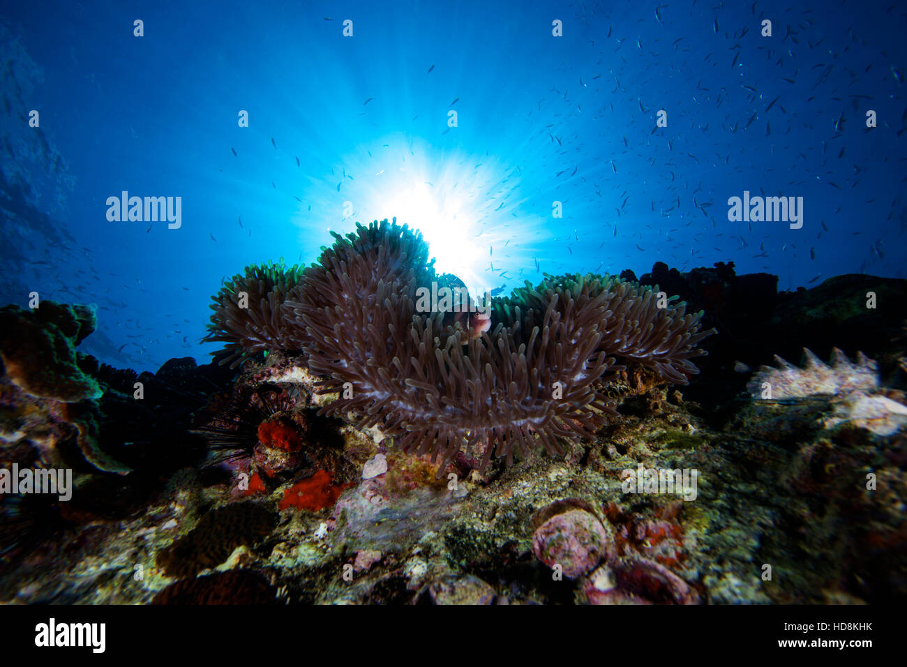 Pink anemone fish in blue water with sun rays Stock Photo - Alamy