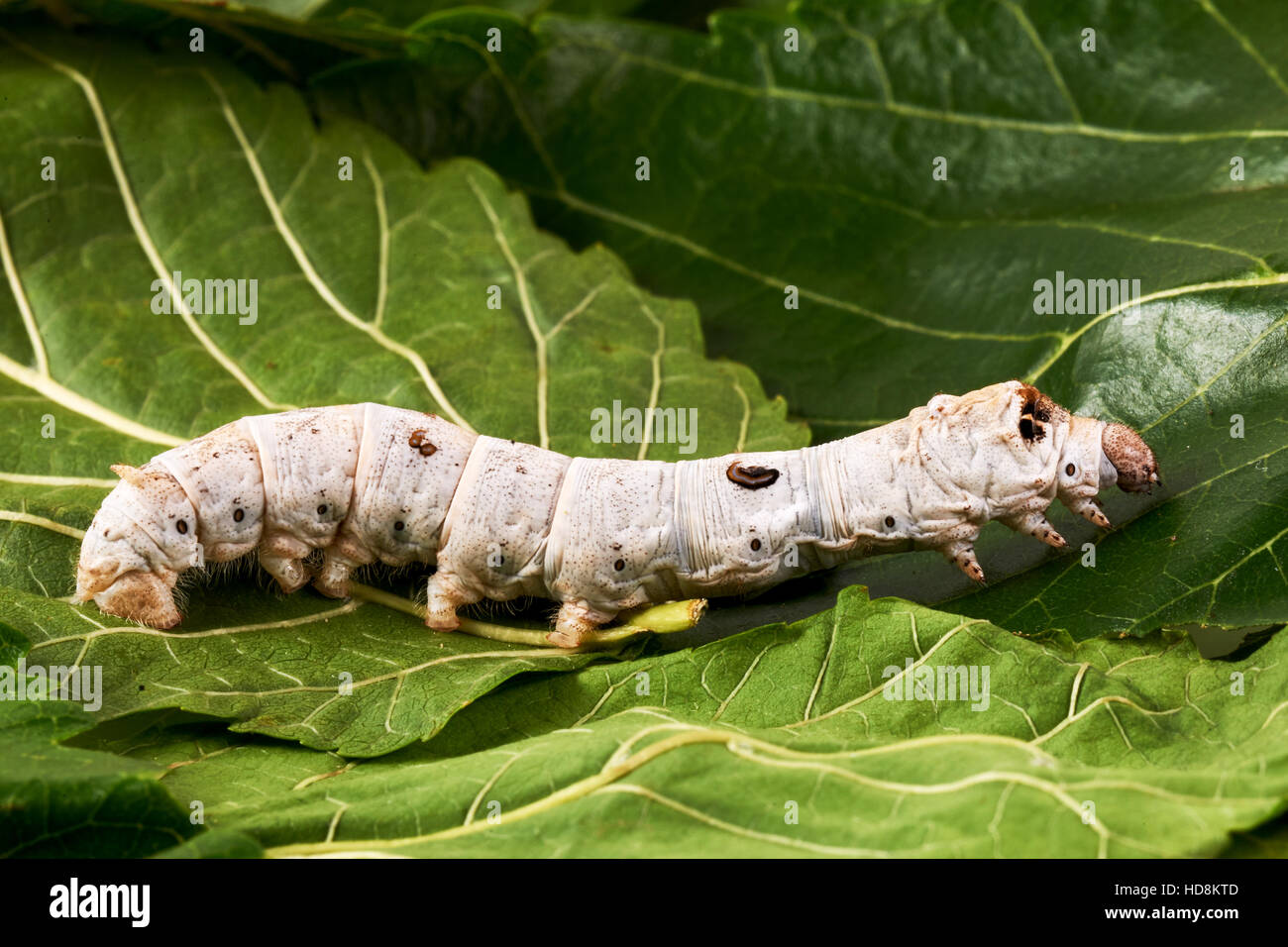 beautiful silkworm on mulberry leaves Stock Photo - Alamy