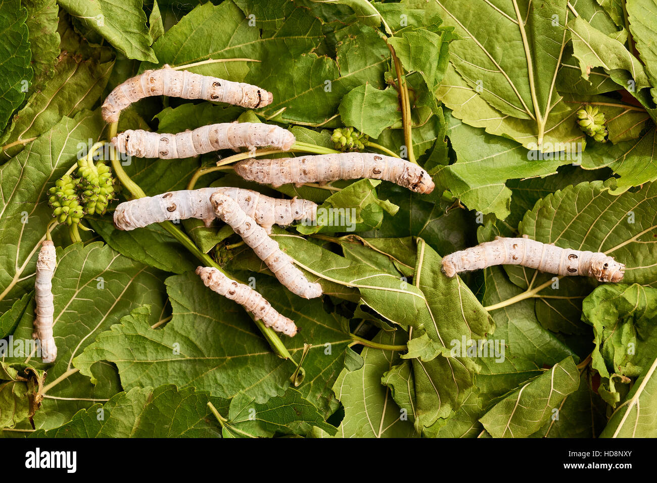 Mulberry Silk Worm High Resolution Stock Photography and Images - Alamy