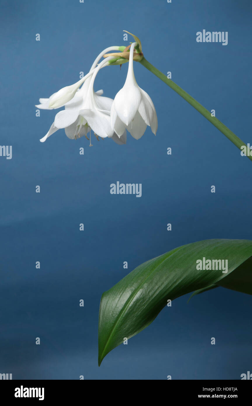 Eucharis grandiflora (Amazom lily) flowers on a blue background Stock ...