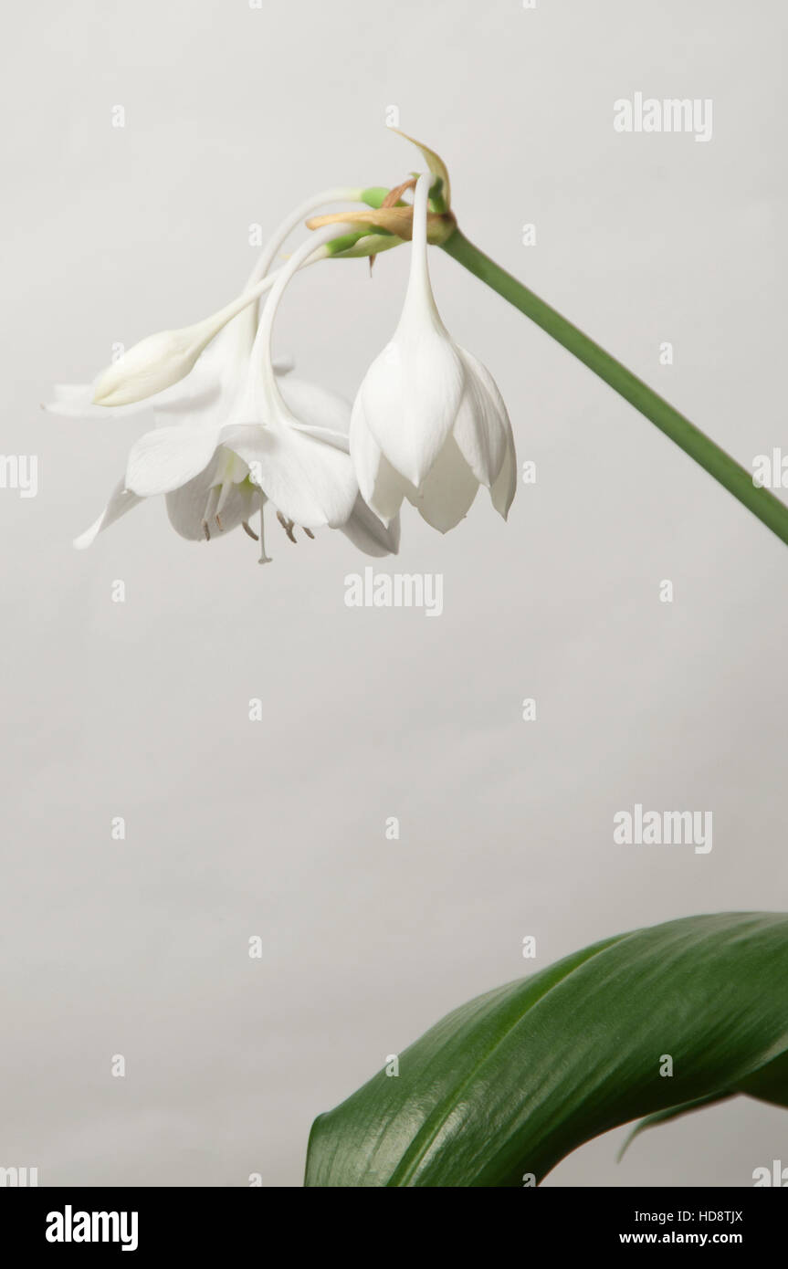 Eucharis grandiflora (Amazom lily) flowers on a light background Stock ...