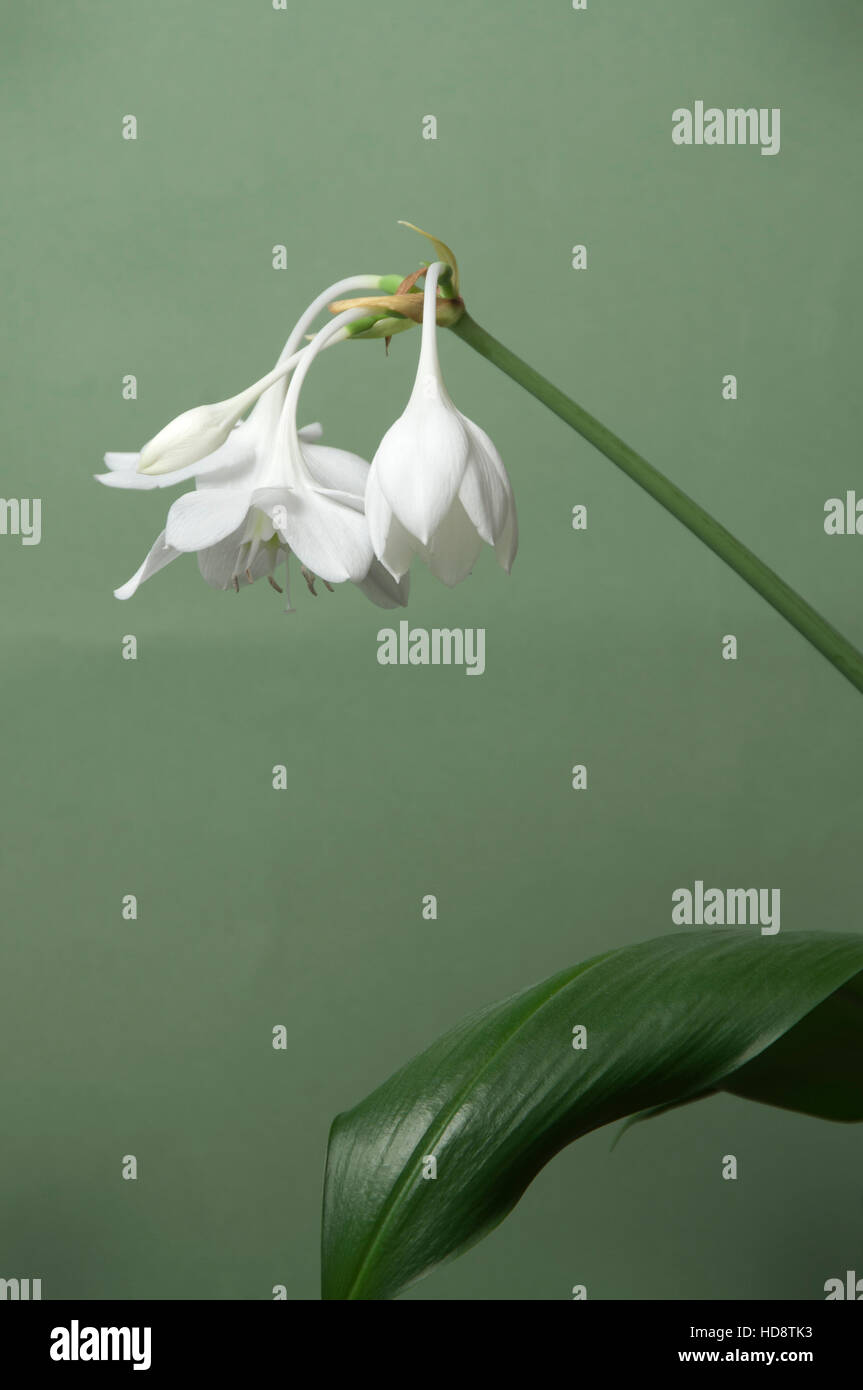 Eucharis grandiflora (Amazom lily) flowers on a green background Stock ...