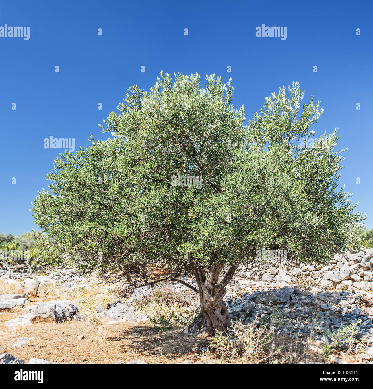 In the olive trees garden Stock Photo - Alamy