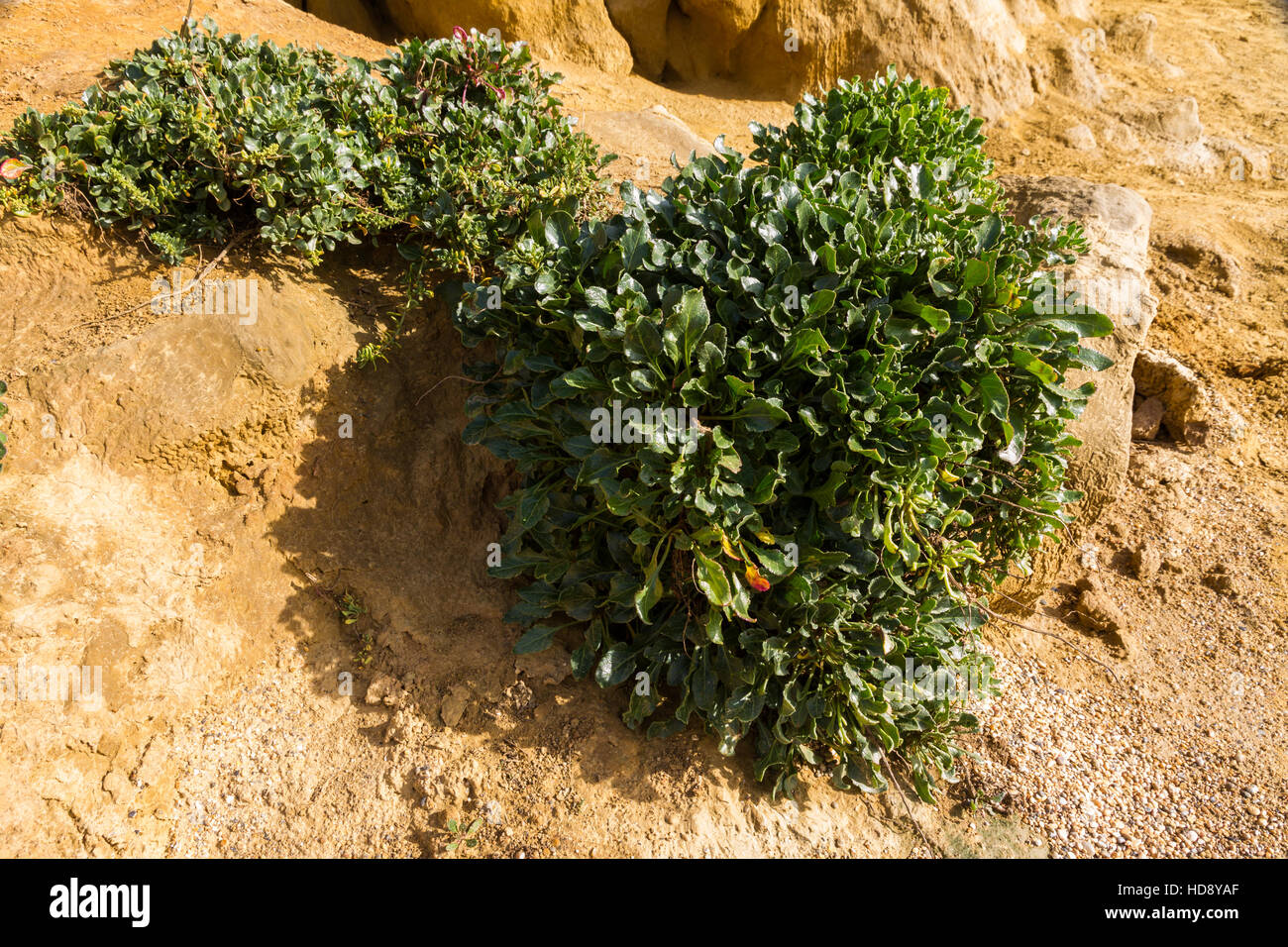 Sea beet or beta vulgaris maritima growing at base of sandstone cliff ...