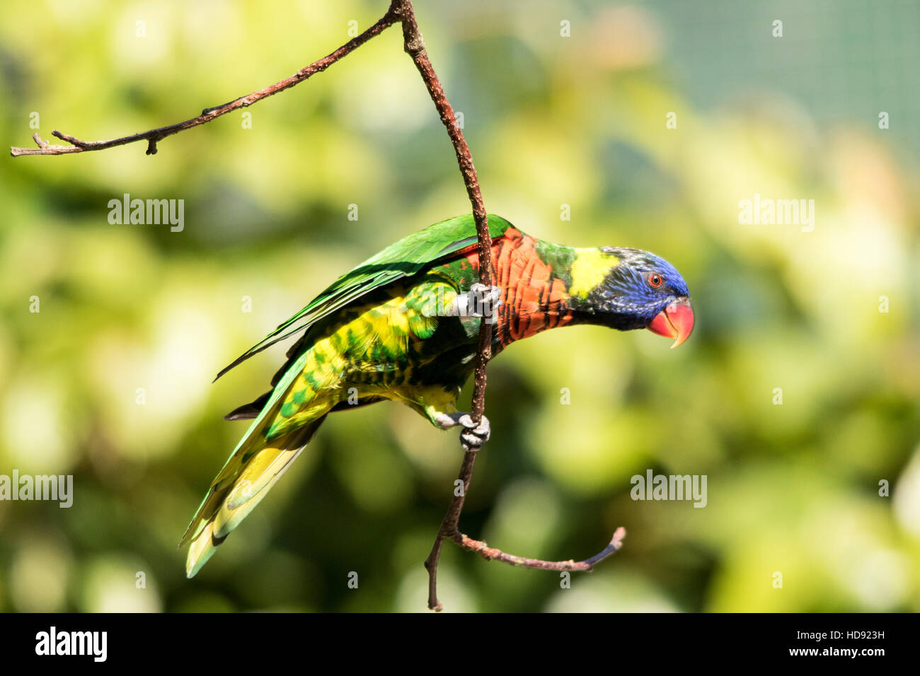 Australian Rainbow Lorikeet Sitting On High Resolution Stock ...