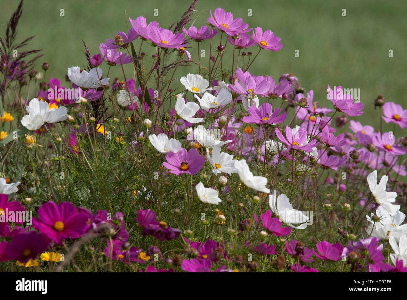 Colored variety of wild flowers. Wild flowers in nature background ...