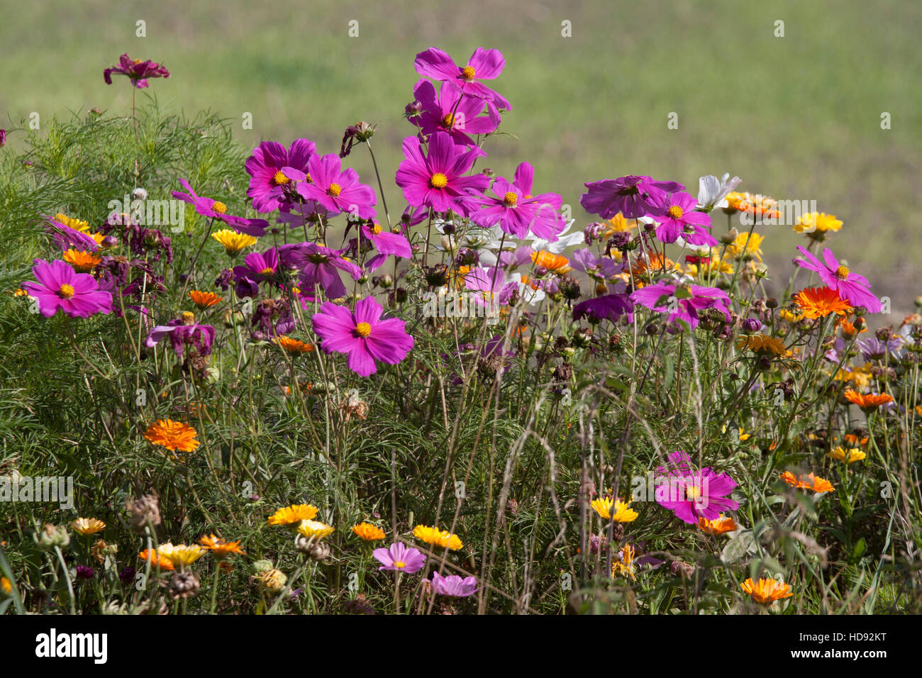Color ful wild flowers in the sunshine. Wild flowers in nature ...