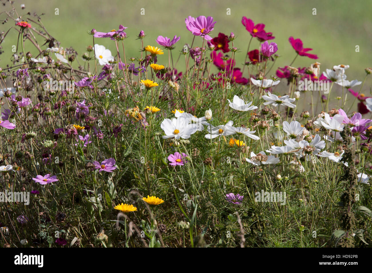 Colored spring flowers Stock Photo - Alamy