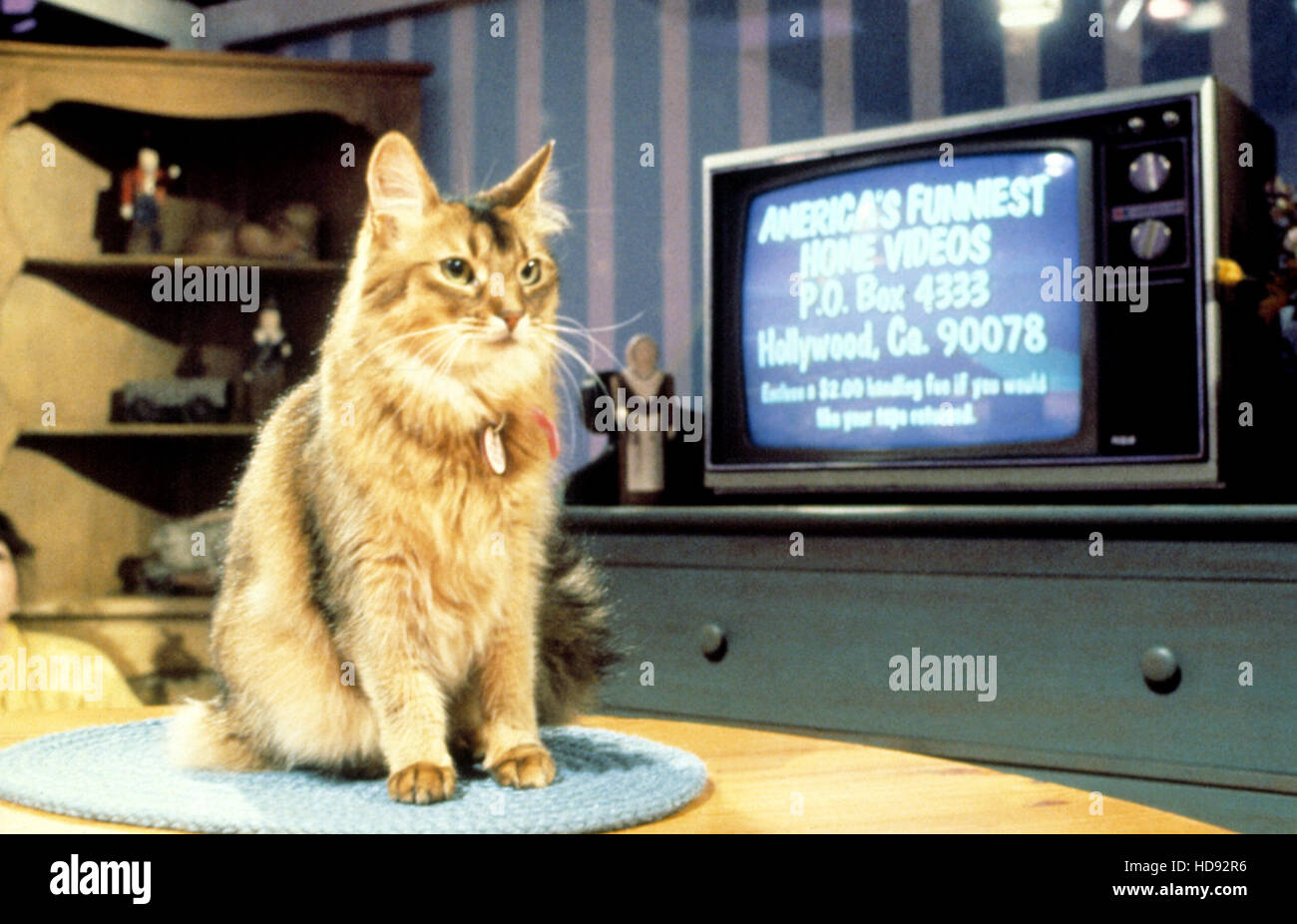 AMERICA'S FUNNIEST HOME VIDEOS, 1990-1997, (c) ABC/courtesy Everett ... AMERICA'S FUNNIEST HOME VIDEOS, 1990-1997, (c) ABC/courtesy Everett ...