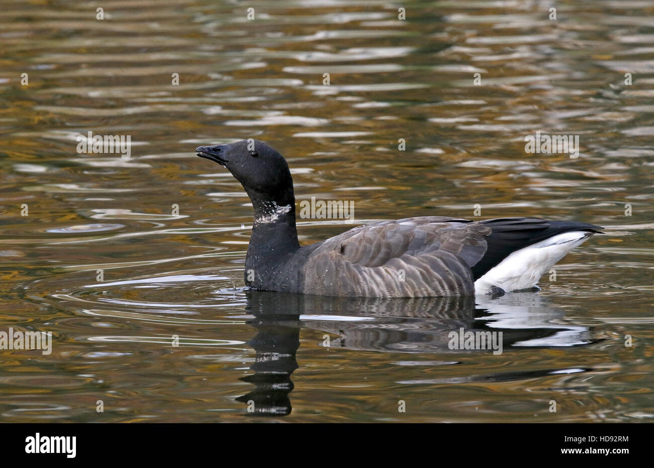Brent goose portrait hi-res stock photography and images - Alamy