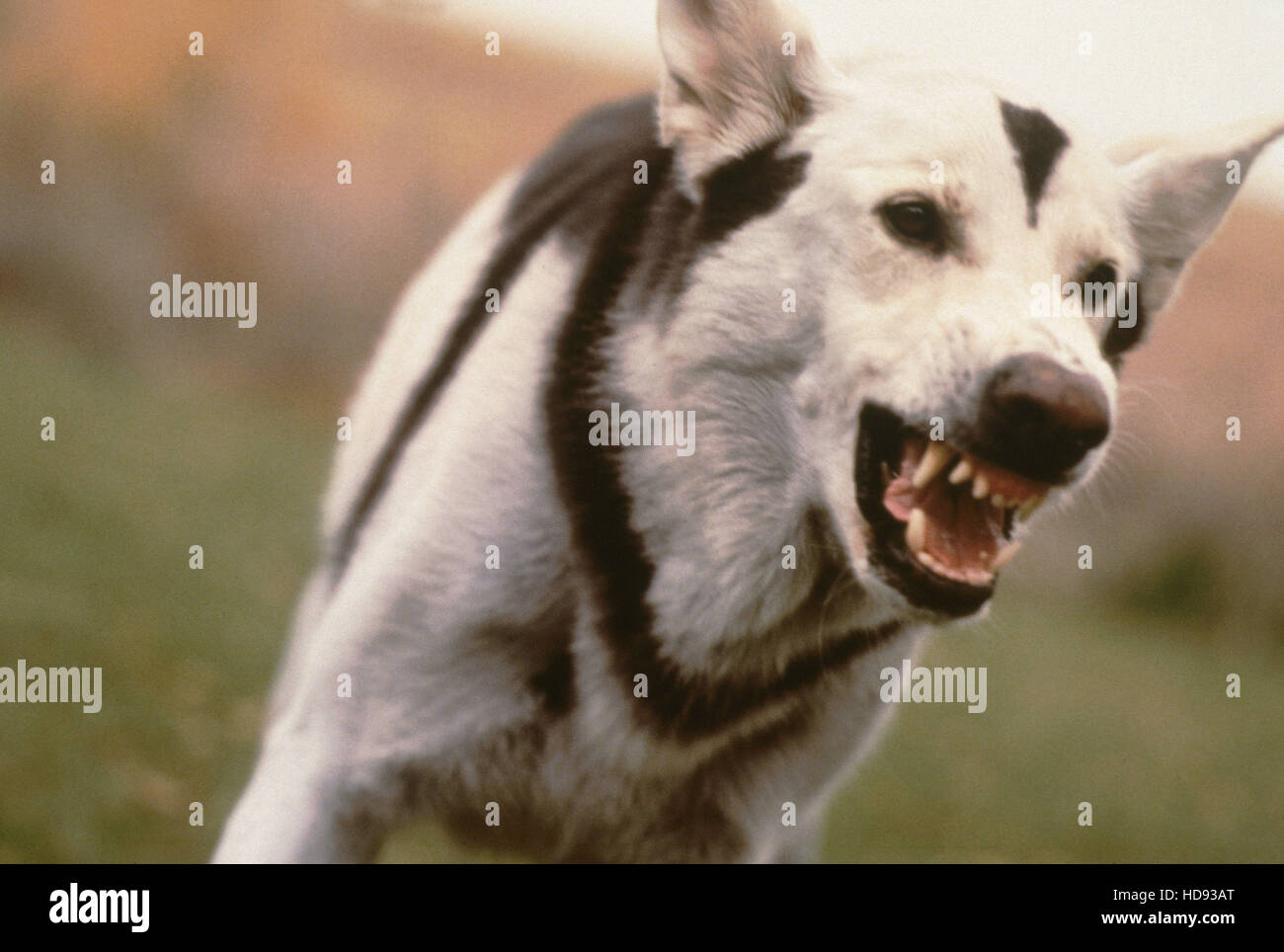 ATOMIC DOG, 1998. © Paramount / Courtesy: Everett Collection Stock ...