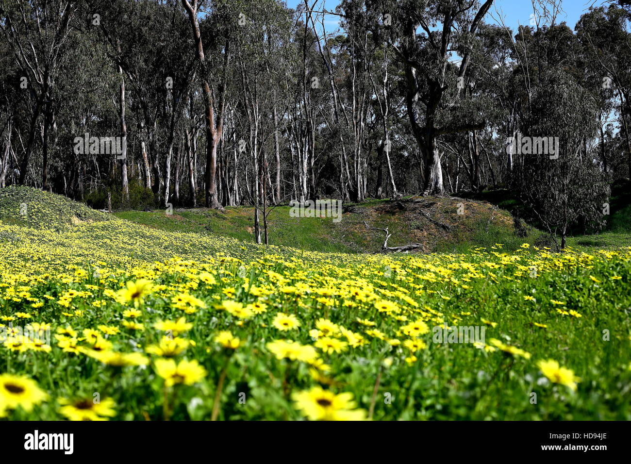Wild flowers farm land Australia Stock Photo - Alamy