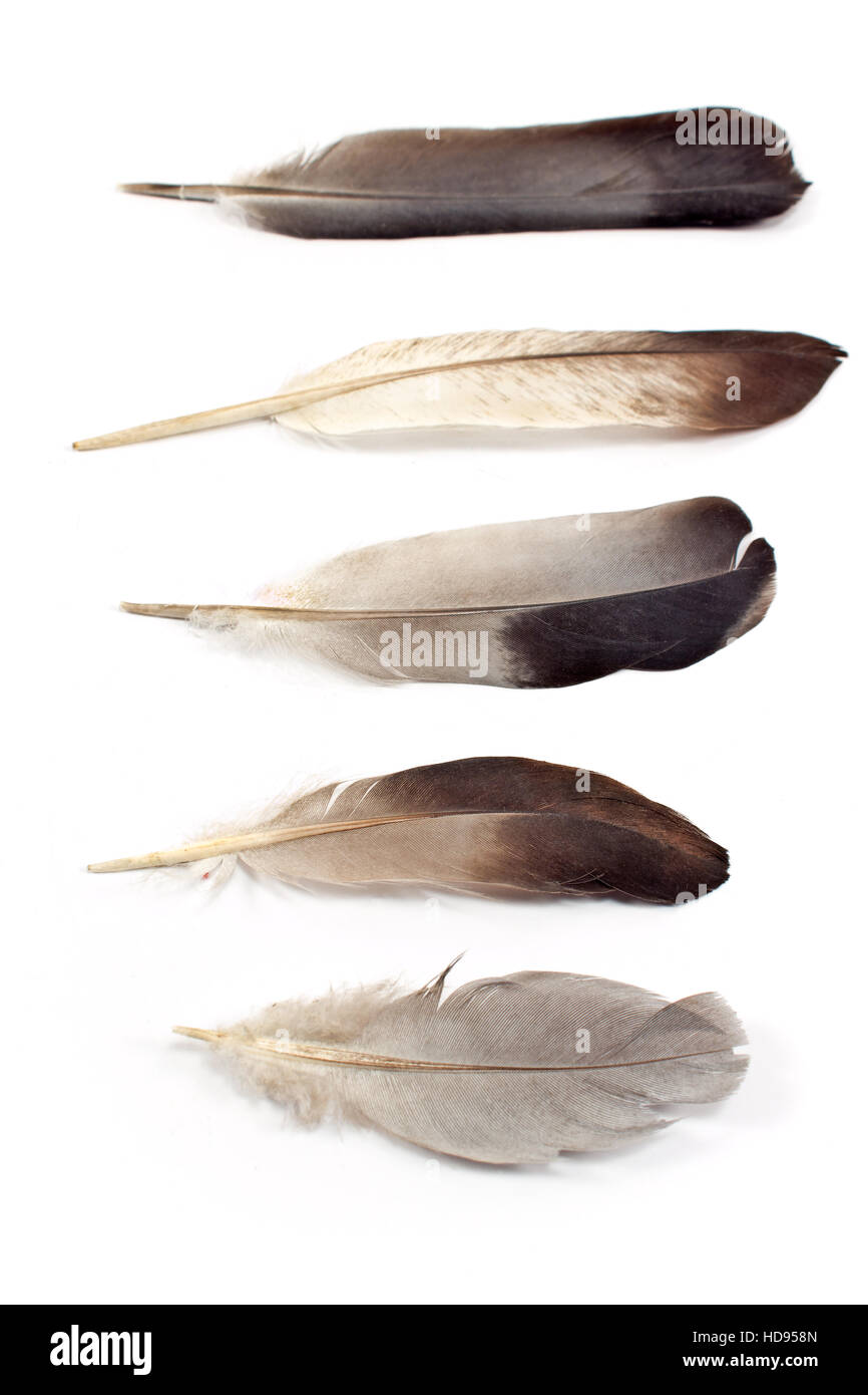 Feathers hi-res stock photography and images - Alamy
