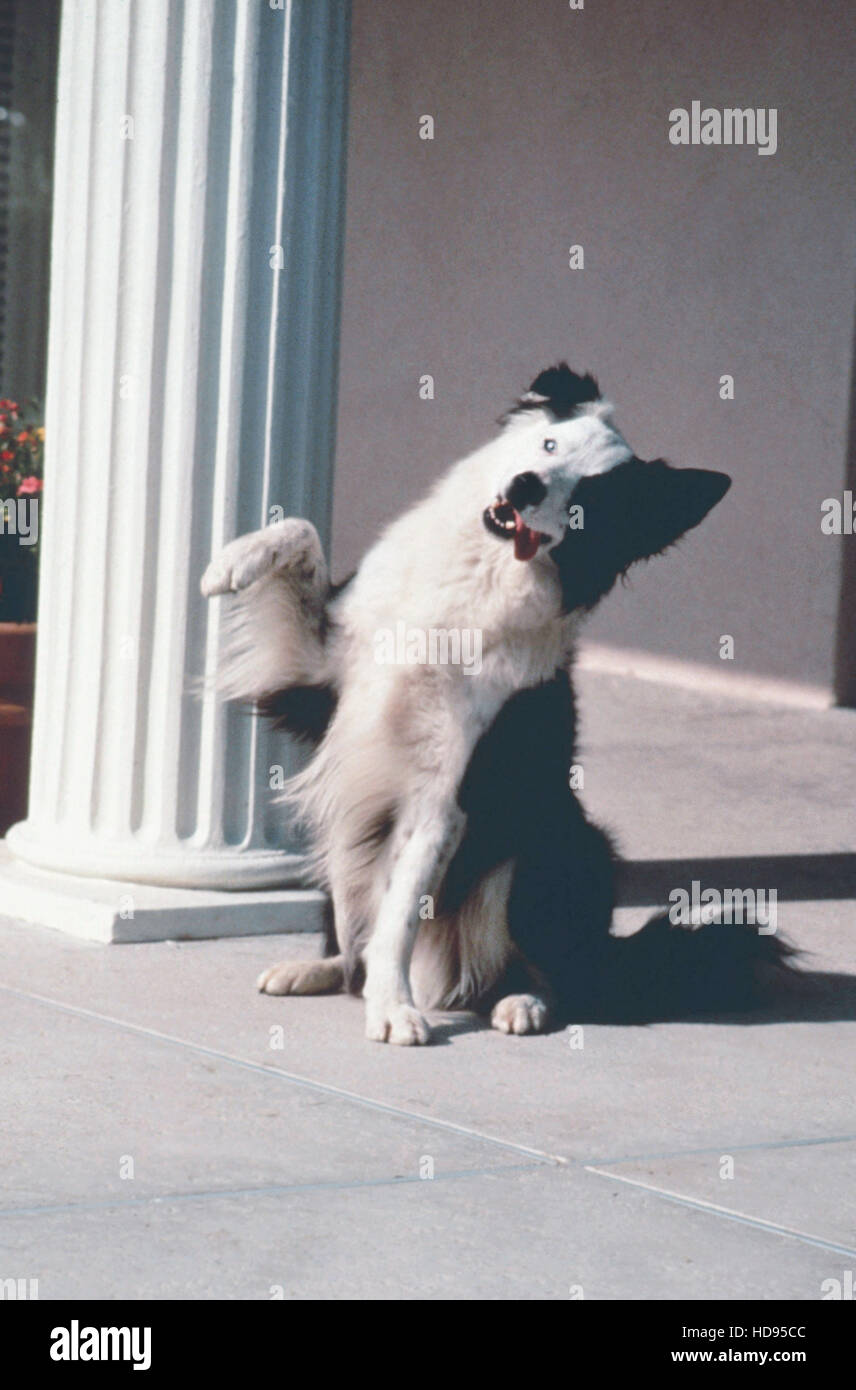 DOWN AND OUT IN BEVERLY HILLS, Mike the dog, 1987, © Buena Vista ...