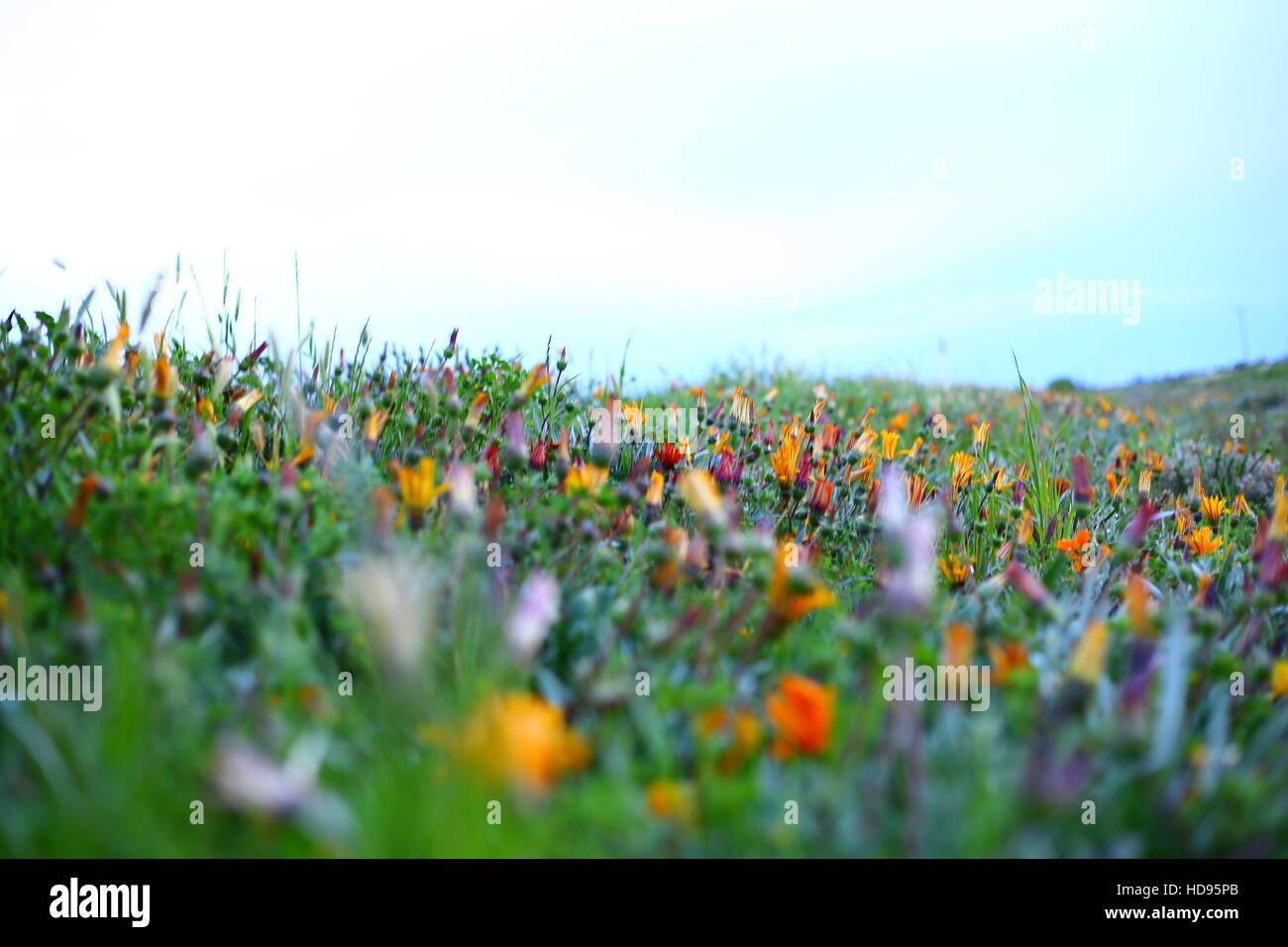 Land flowers hi-res stock photography and images - Alamy