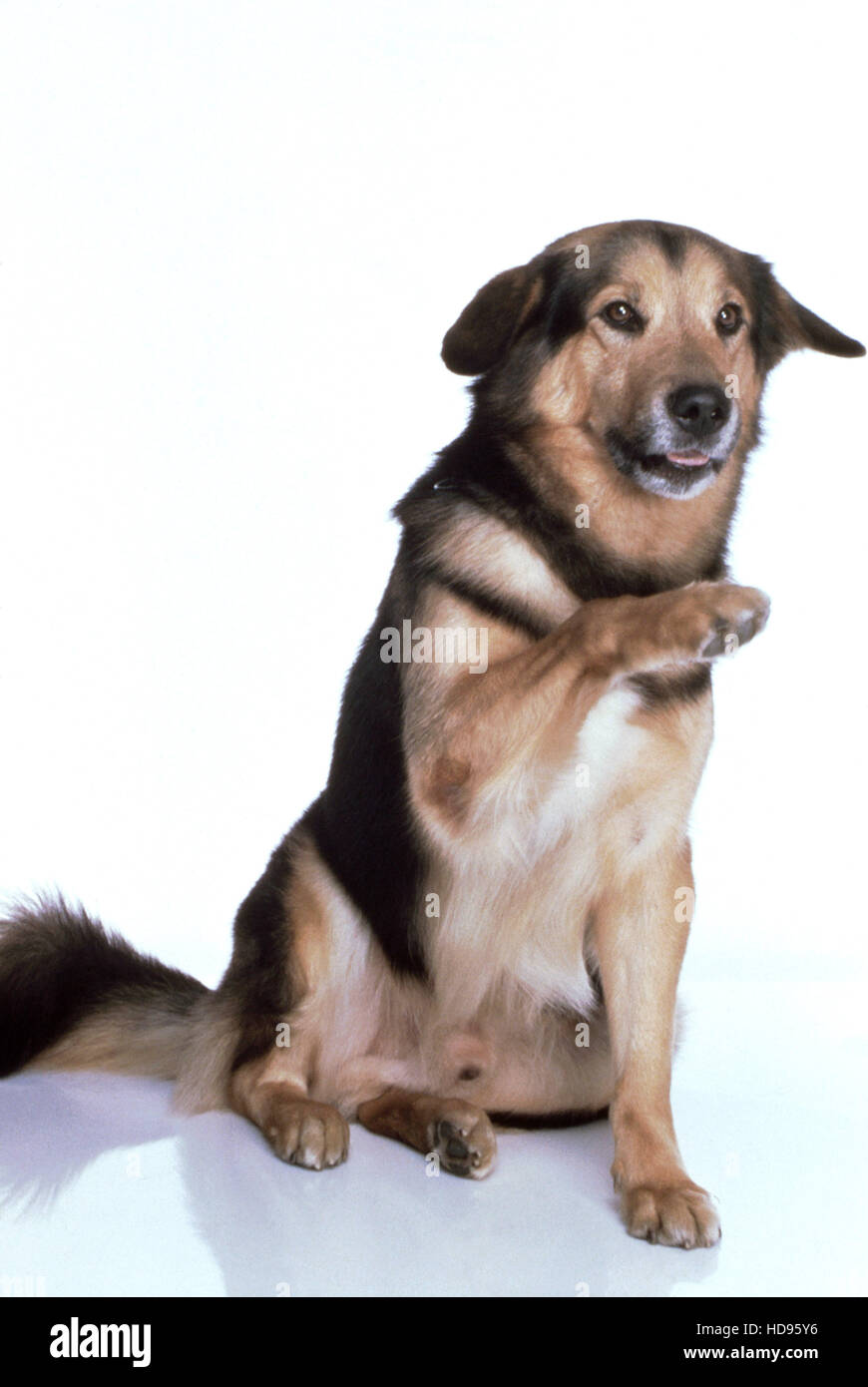 DUET, Bo the dog, (Season 1, 1987), 1987-89. © Paramount Television ...