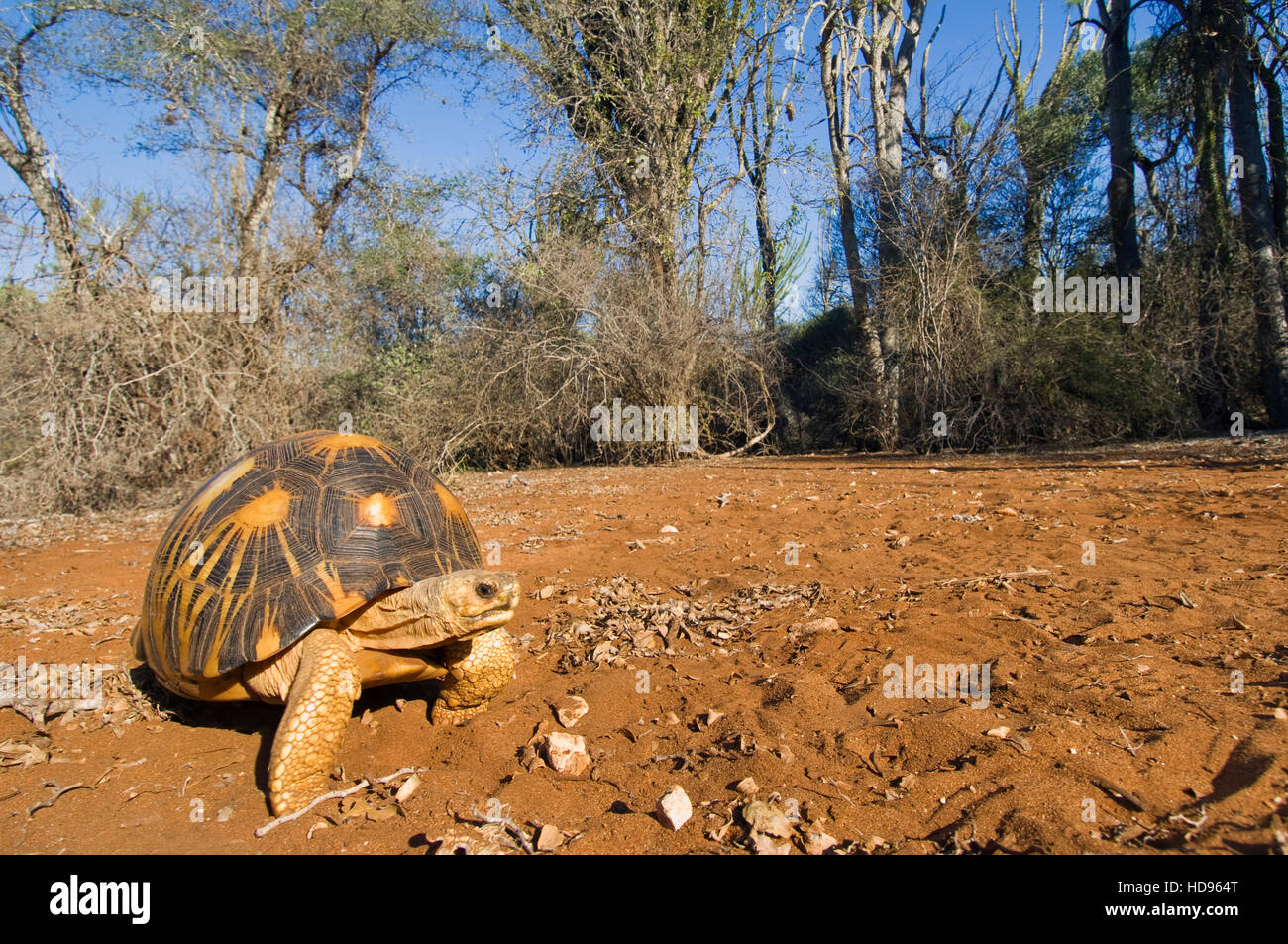 Radiated Tortoise (Astrochelys radiata), Berenty Nature Reserve ...