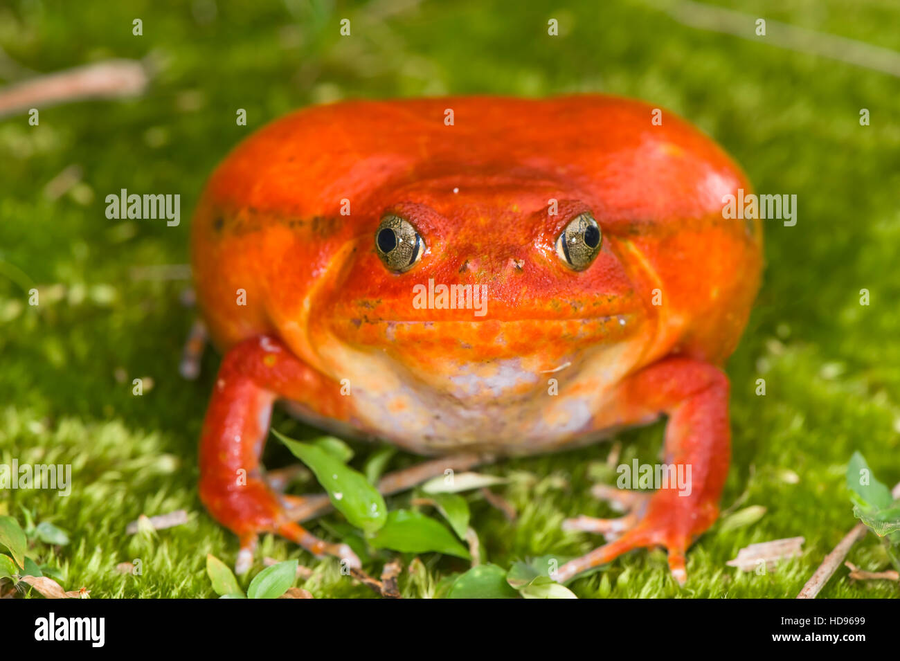 Madagascar tomato frog crapaud rouge hi-res stock photography and ...