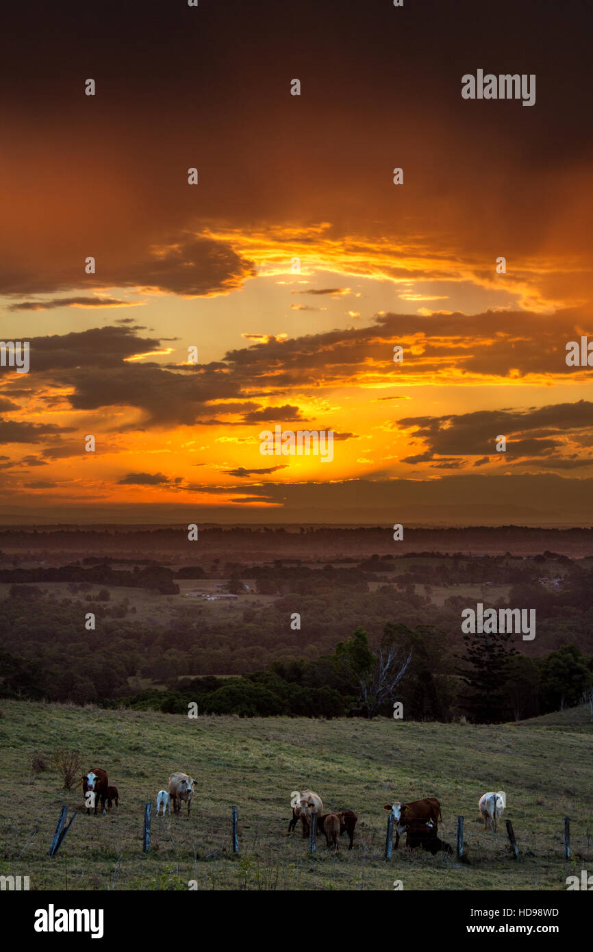 Sunset cows hi-res stock photography and images - Alamy