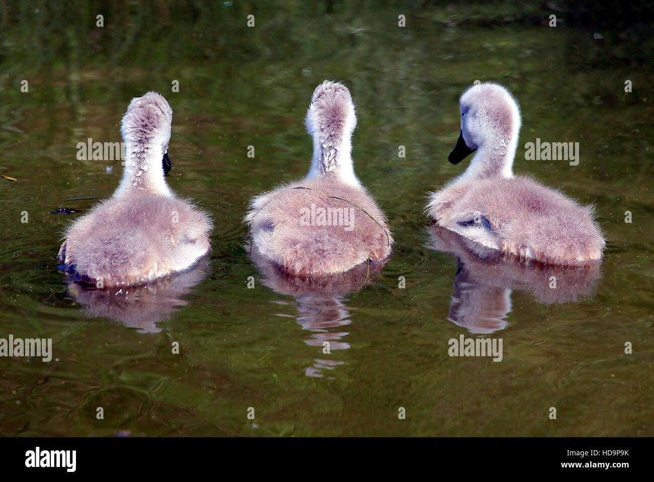 Downy cygnets hi-res stock photography and images - Alamy