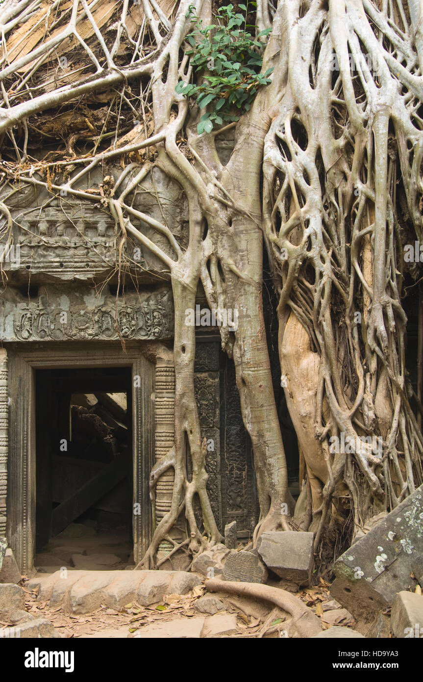 Kapok tree unesco hi-res stock photography and images - Alamy