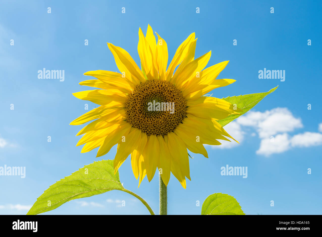 Lovely single sunflower hi-res stock photography and images - Alamy