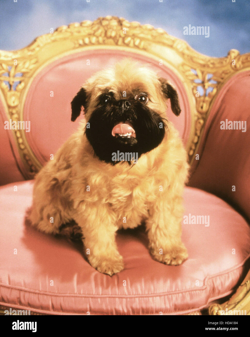 FOR YOUR LOVE, Chi-Chi/Thor (the dog), 1998-2002. © Warner Bros ...
