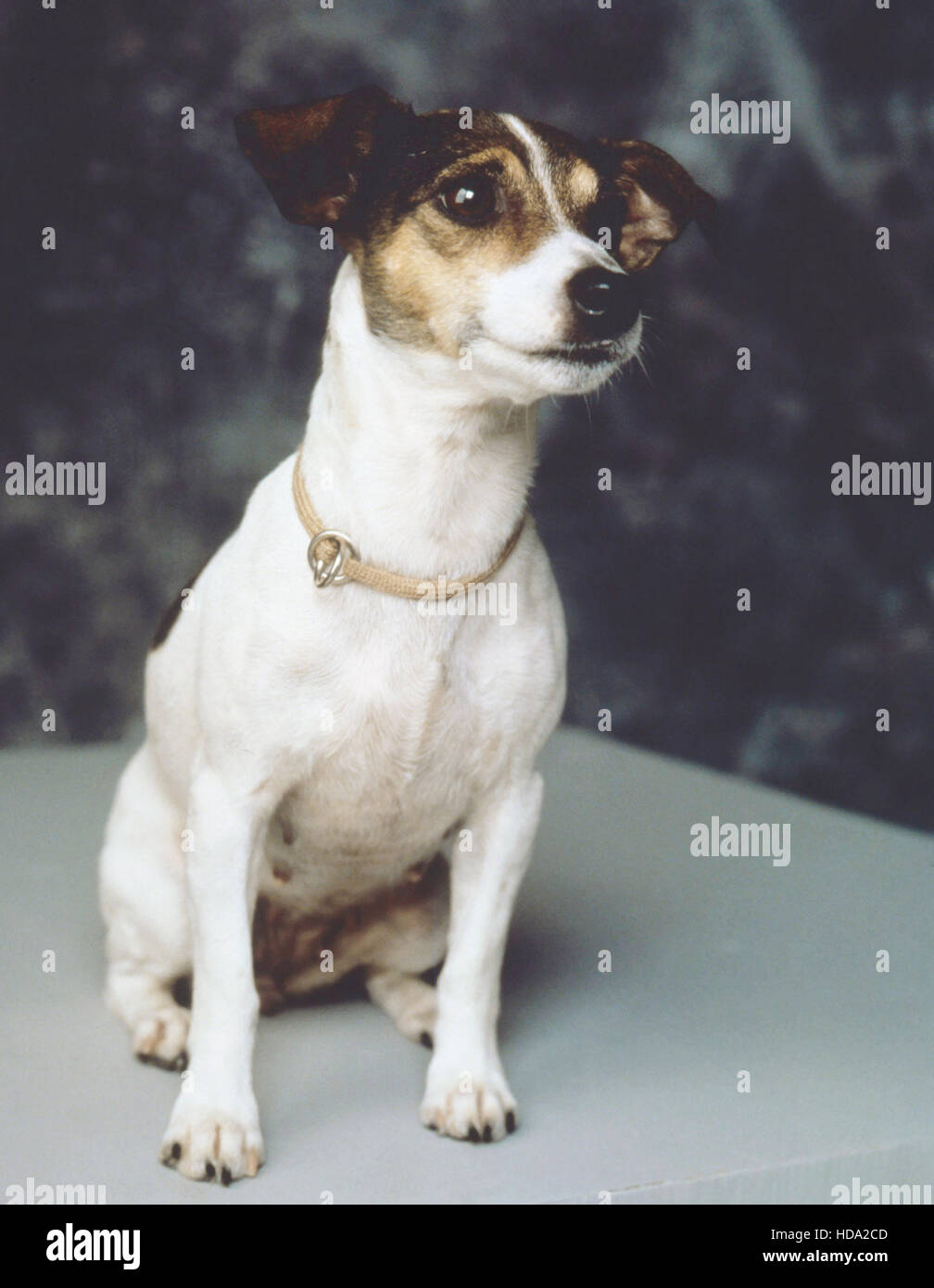 HOOPERMAN, Bijoux the dog, 1987-1989, TM & Copyright © 20th Century Fox ...